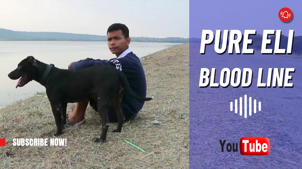 PURE ELI APBT - SMILE ELI BLOOD LINES - YouTube