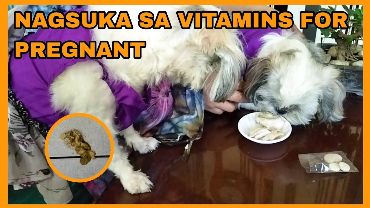 OK LANG BA PAINUMIN NG VITS ANG ASO KAHIT D PA NAPAULTRA SOUND ...