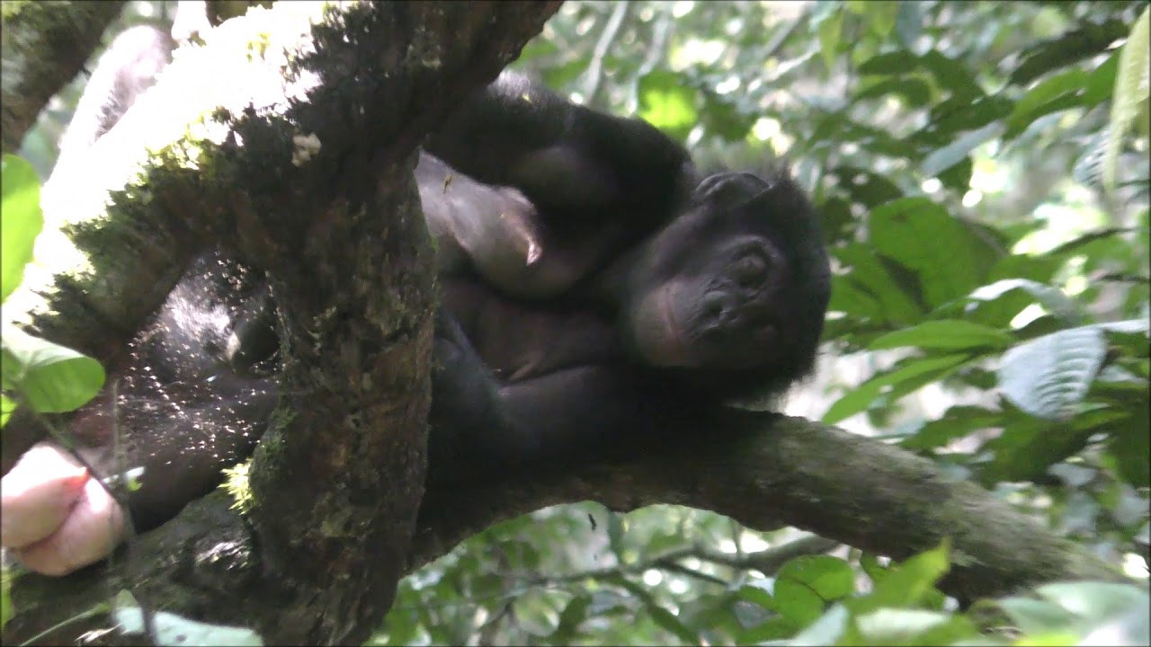 Wild Bonobo's Napping! - YouTube