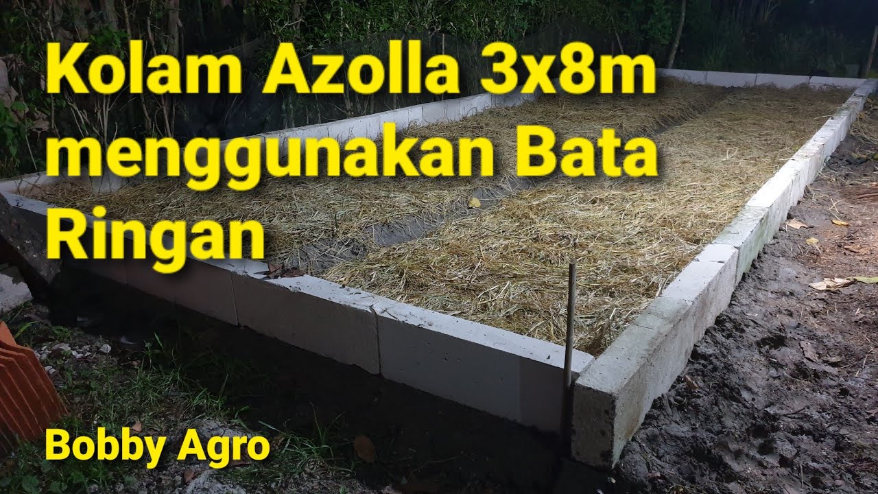 Pembuatan kolam azolla 3m x 8m yang akan di integrasikan dengan kutu ...
