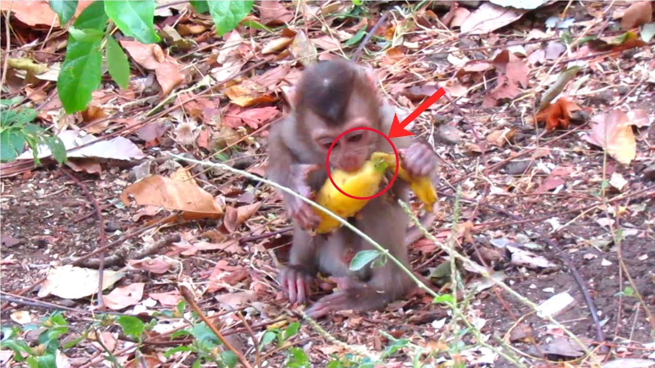 O-M-G The p-o-o-r monkey is eating a delicious ripe banana. - YouTube