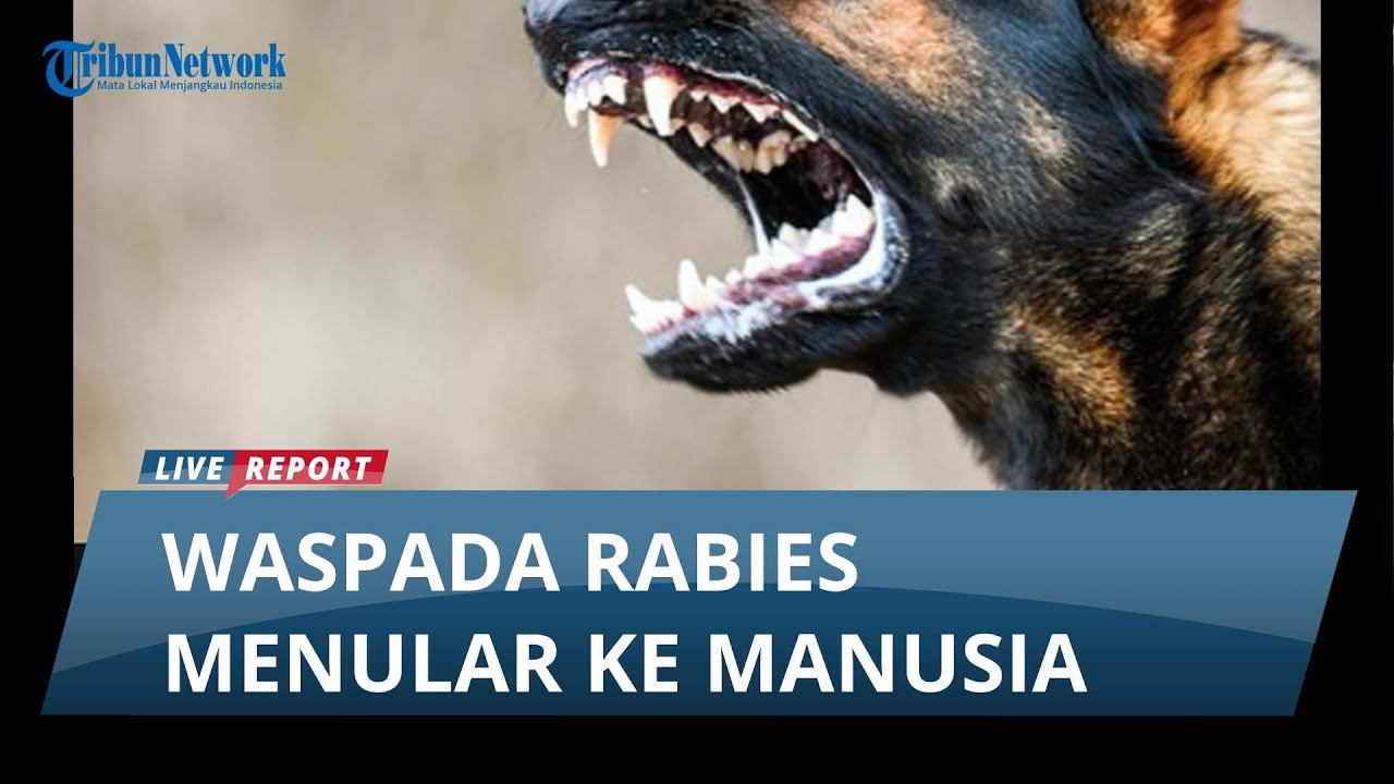 CARA MENGENALI TANDA RABIES Pada Anjing, Segera Periksa Bila Tergigit ...