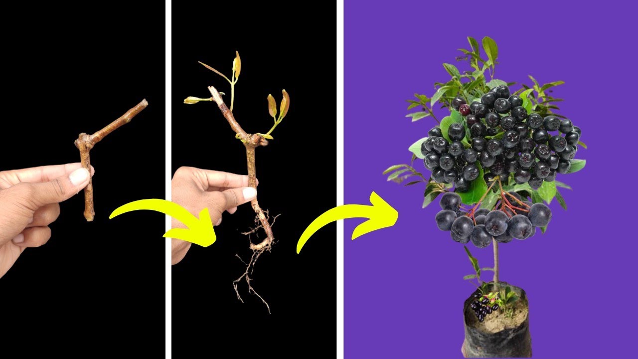 How to grow jambul tree from jambul leaves with aloe vera Jumbul tree ...