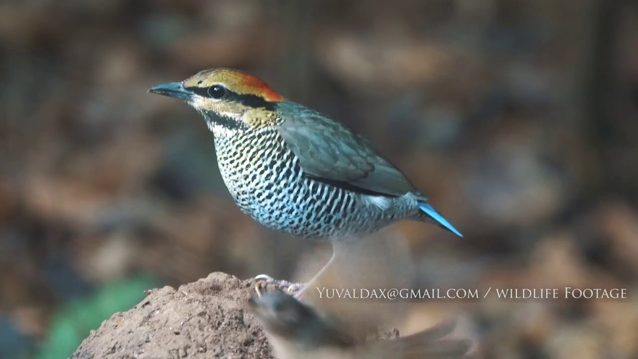 Blue Pita - YouTube