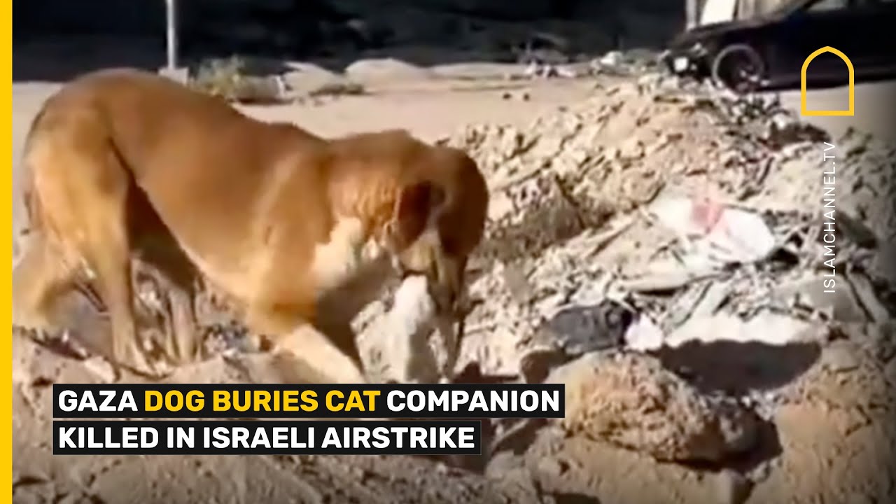 MOMENT GAZA DOG BURIES CAT COMPANION KILLED IN ISRAELI AIRSTRIKE - YouTube
