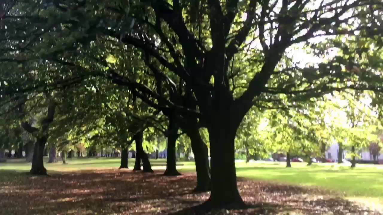 The University of Manchester Tree Trail - YouTube
