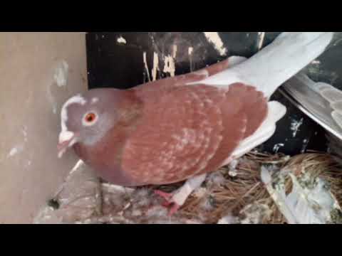 Balkonda güvercin besleme (33) yavrular çikti (Pigeon video)