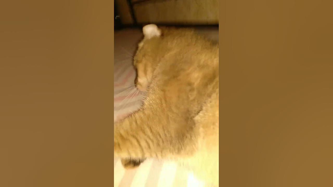 Чип чип чапа чапа с моим Котиком по имени Симба Youtube