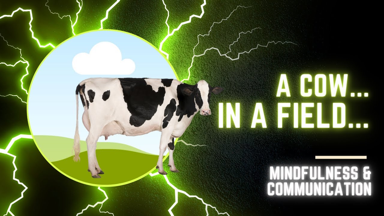 a cow in a field and what it means for communication... - YouTube