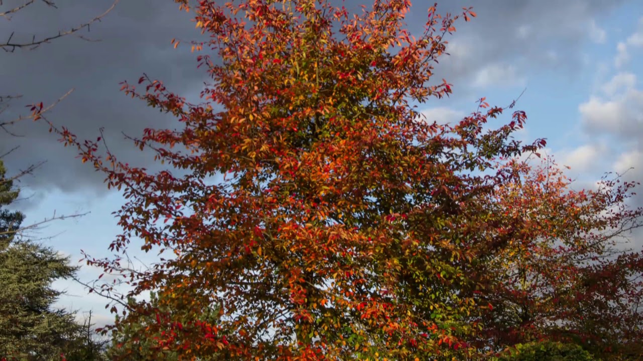 Les arbres et les couleurs d'automne - YouTube