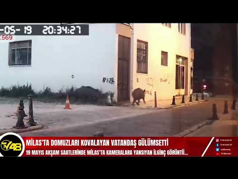 Milas’ta Domuzları Kovalayan Vatandaş Gülümsetti