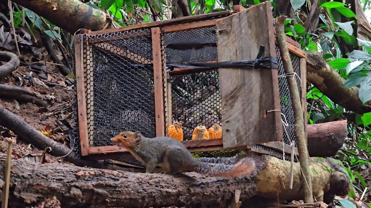 Very exciting and surprising simple squirrel trap😁😄😄😊 find food in the ...