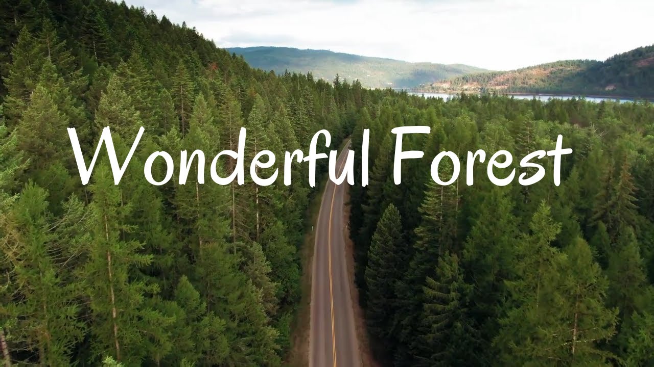 Relaxation Music with beautiful scenery of forest | Sleep | Relax ...