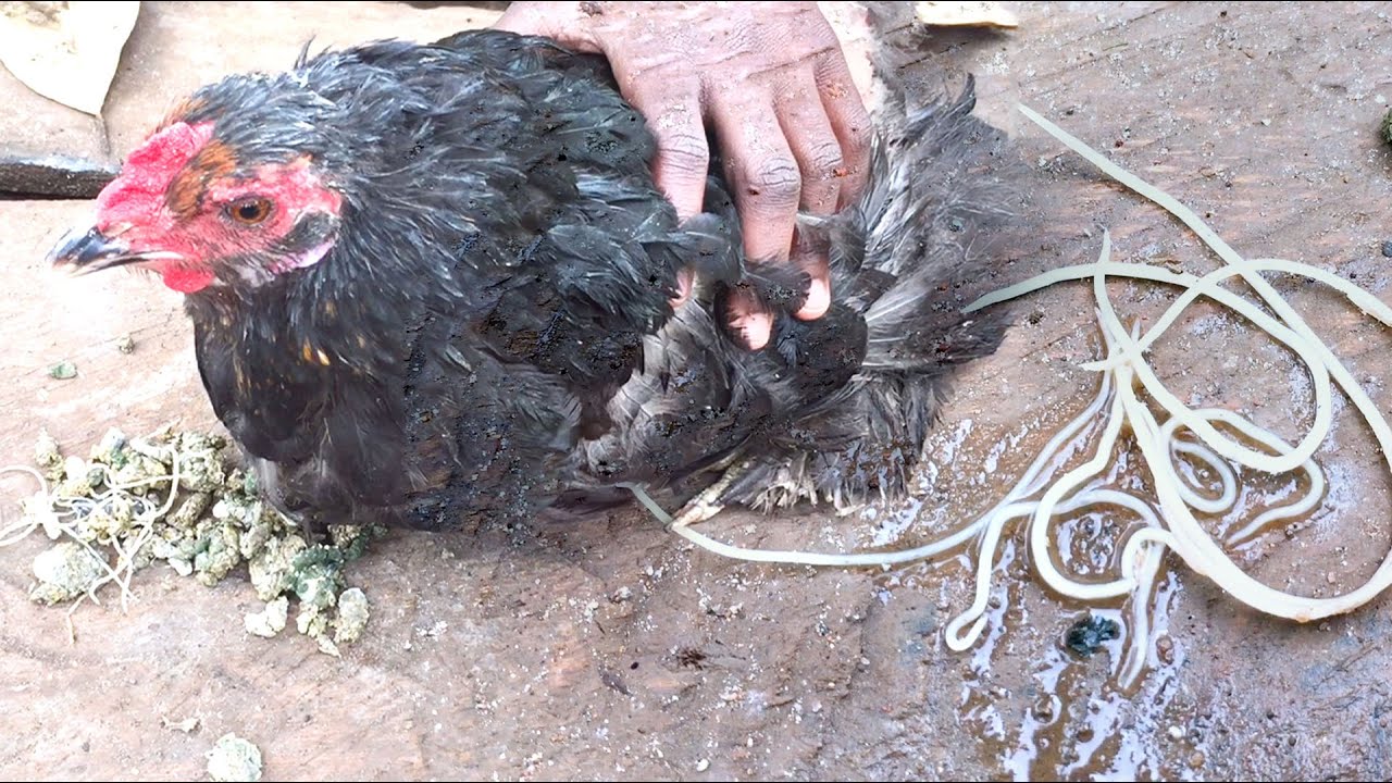 HIDDEN DANGER: Deadly Worms Lurking in Your Chickens Explained!! - YouTube