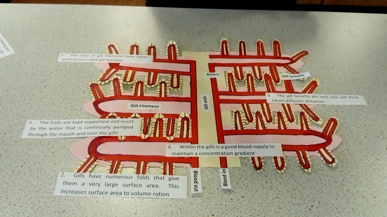 A Level Biology the Structure of the Gills - YouTube