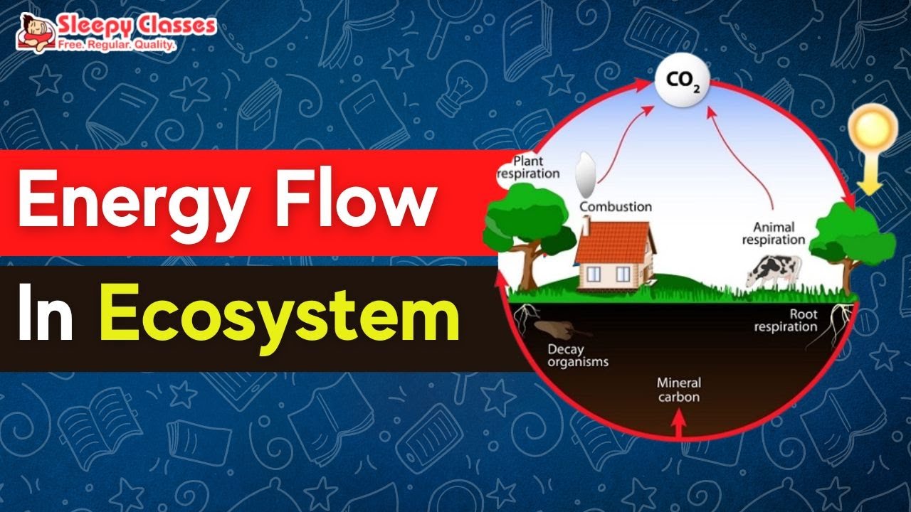 ENERGY FLOW IN ECOSYSTEM - YouTube