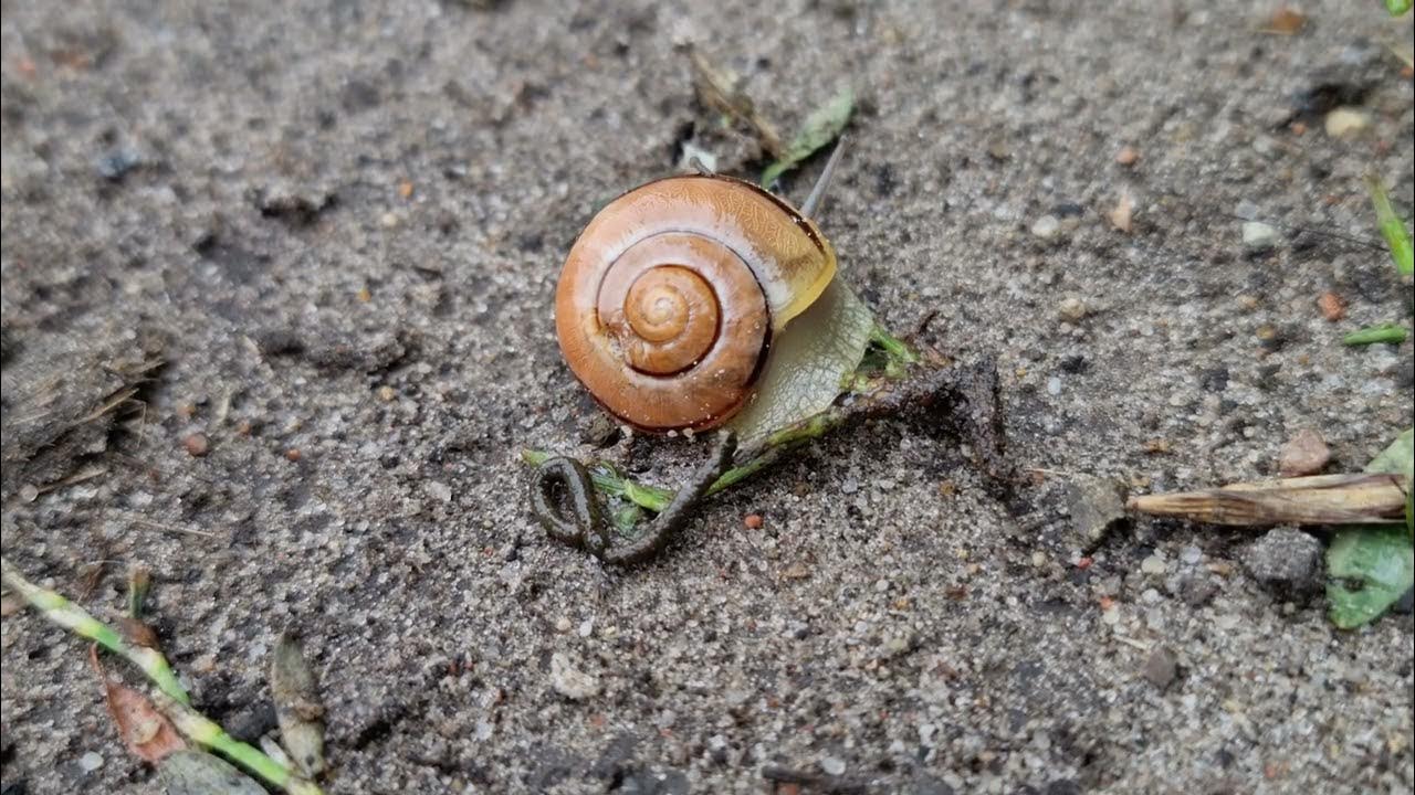 Snail in the rain / Schnecke im Regen - YouTube