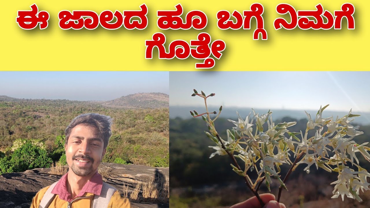 ಜಾಲದ ಹೂ| Shoriya Rocksbargi | Forest flower | Ittadu - YouTube