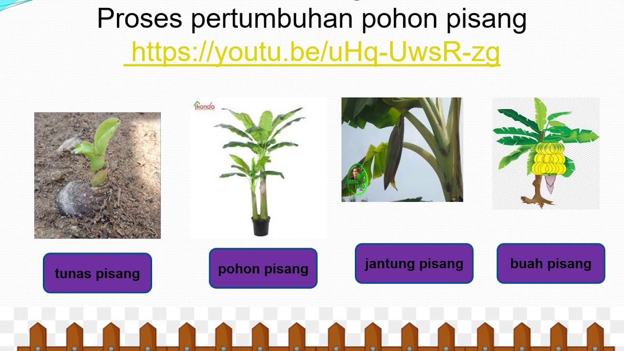 Tunas Pohon Pisang