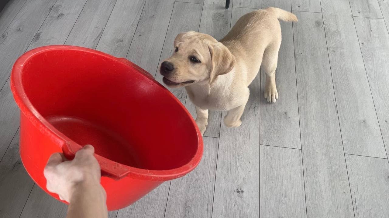 Cute Labrador Can't Resist Playing with Basin - YouTube