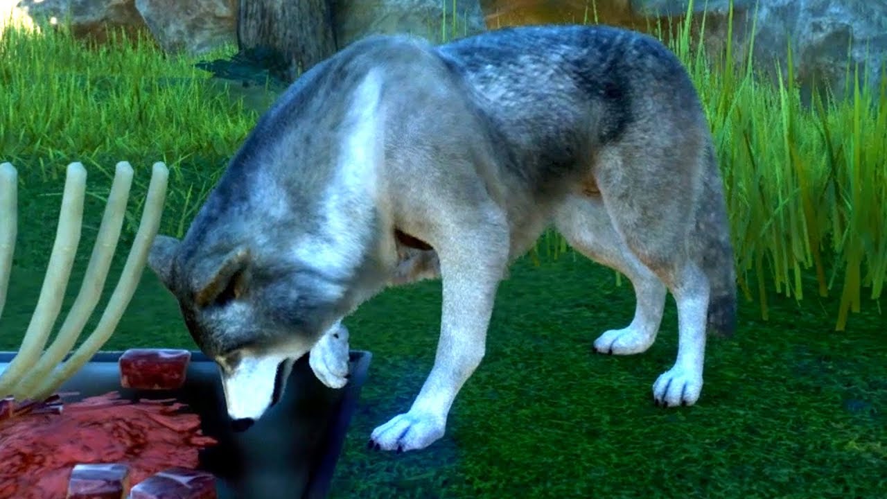 Planet Zoo - Timber Wolf - Open World Free Roam Gameplay (PC HD ...