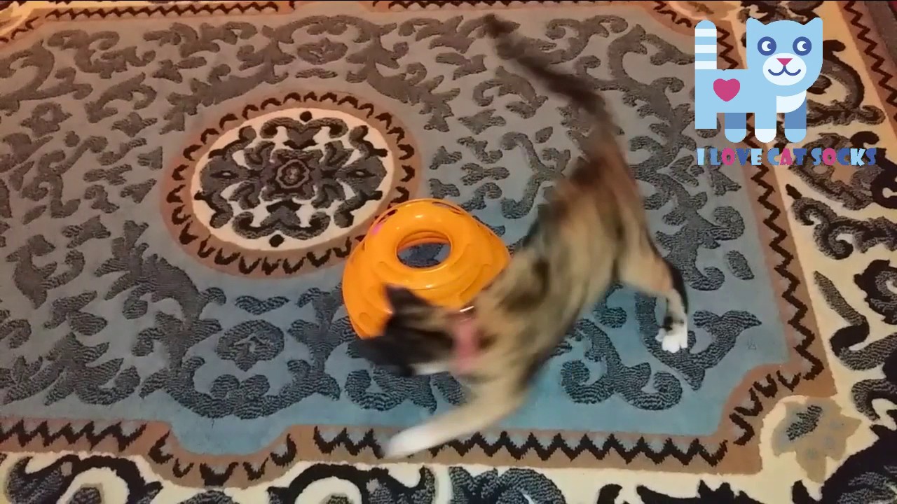 Fun Cat Disc Tower - YouTube