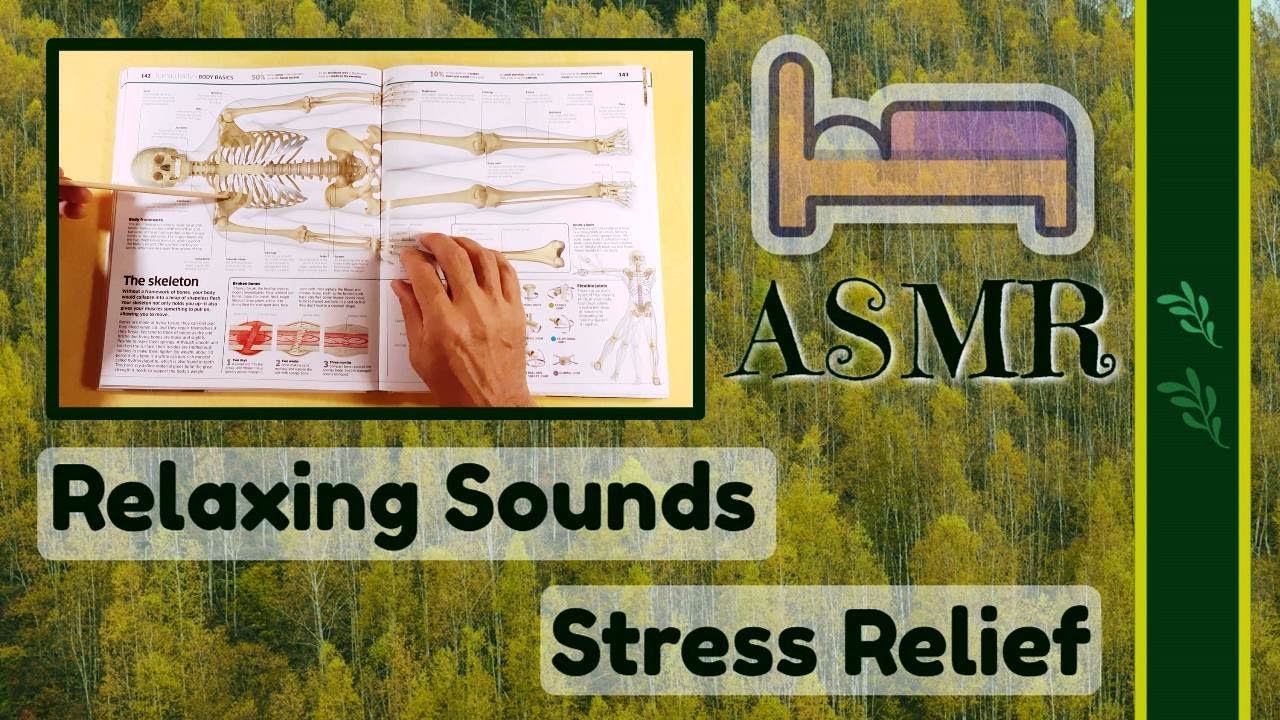ASMR – Relaxing Lecture About the Human Skeleton, Muscles, Skin, and ...
