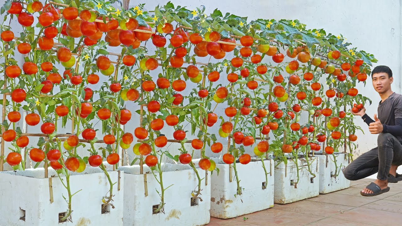Revealing the Formula for Growing Tomatoes in Foam Boxes with Triple ...