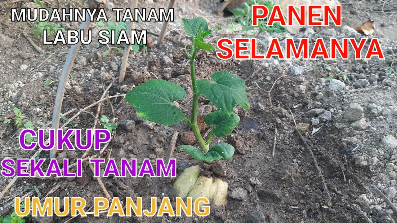 Cara mudah tanam labu siam - YouTube