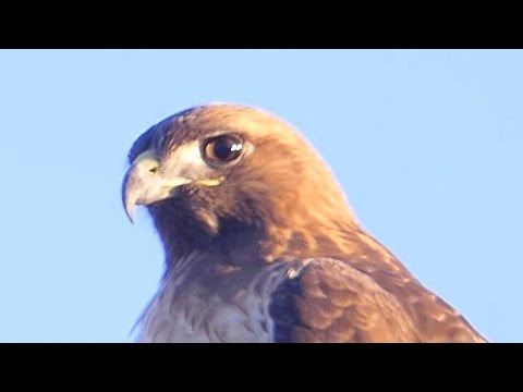 A Day in Ledson Marsh - YouTube