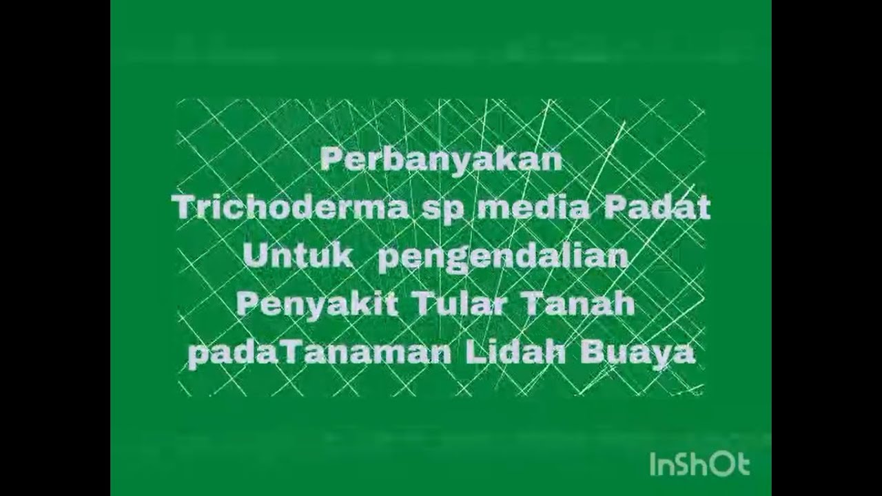 Perbanyakan Trichoderma Pada Media Padat - YouTube