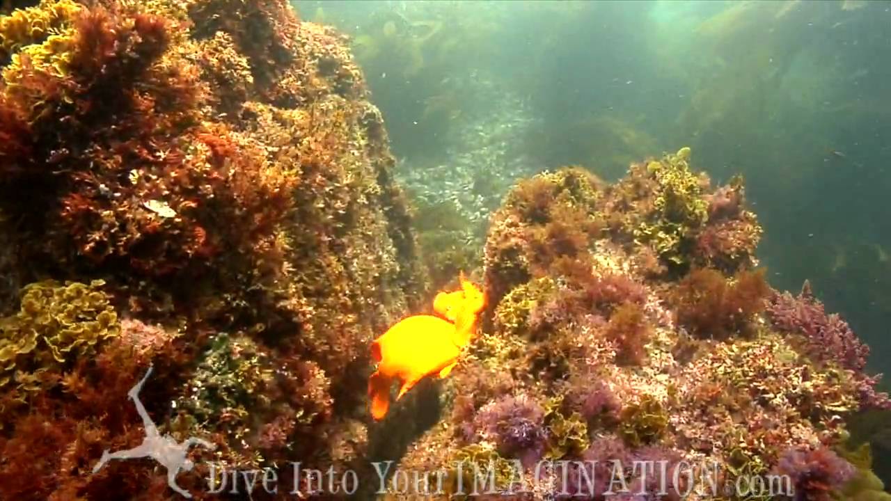 Garibaldi Mating - Damselfish - Ocean Animals - Creature Feature - YouTube