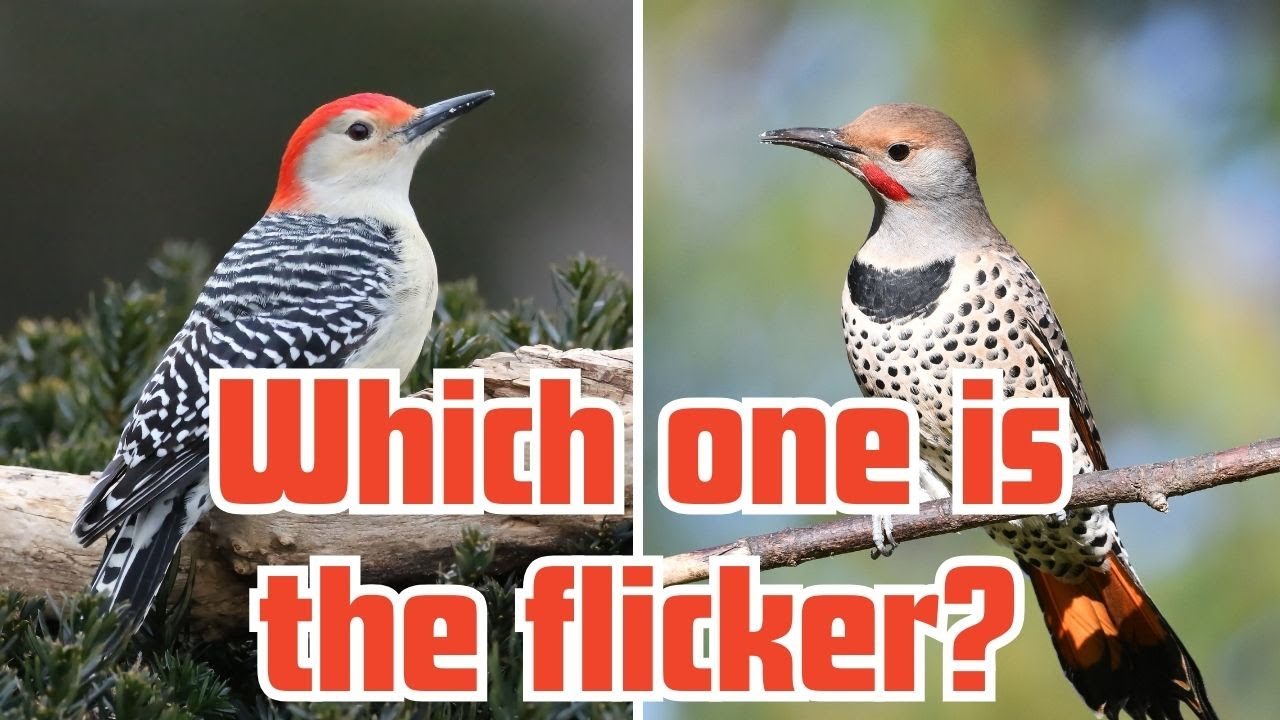 Northern Flicker Vs Red-bellied Woodpecker - easy ways to tell them apart - YouTube