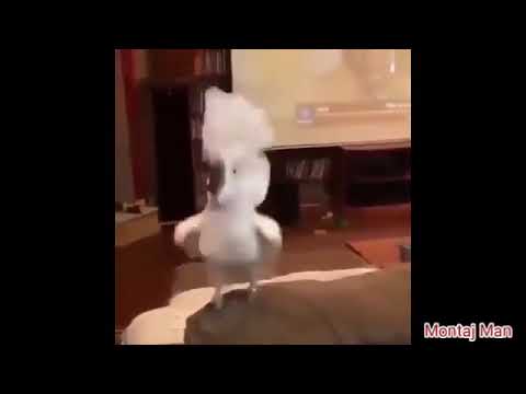 Dans Eden Papağan Montaj//Montaj Man