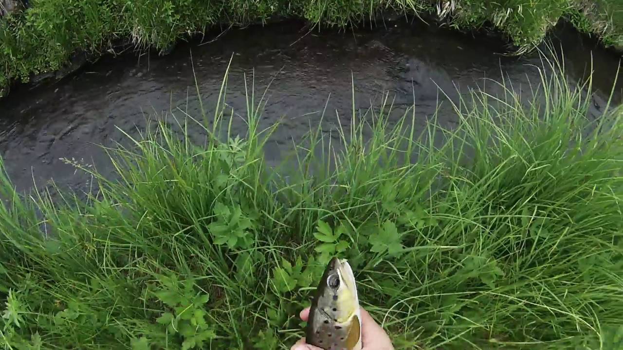 Rio Cebolla - YouTube