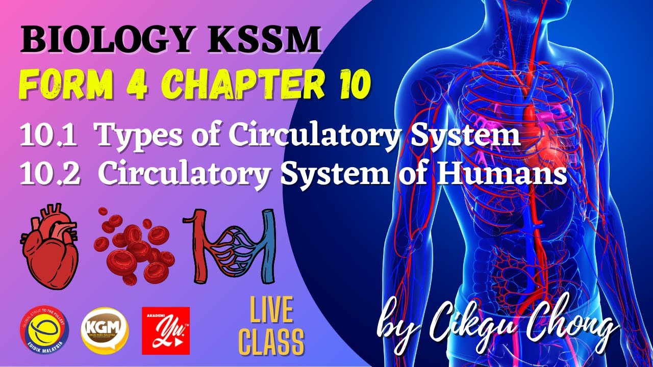 10.1 Types of Circulatory System and 10.2 Circulatory System of Humans ...