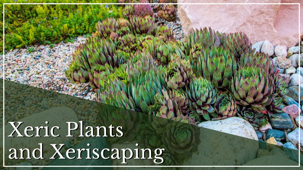 Xeric Plants and Xeriscaping - YouTube