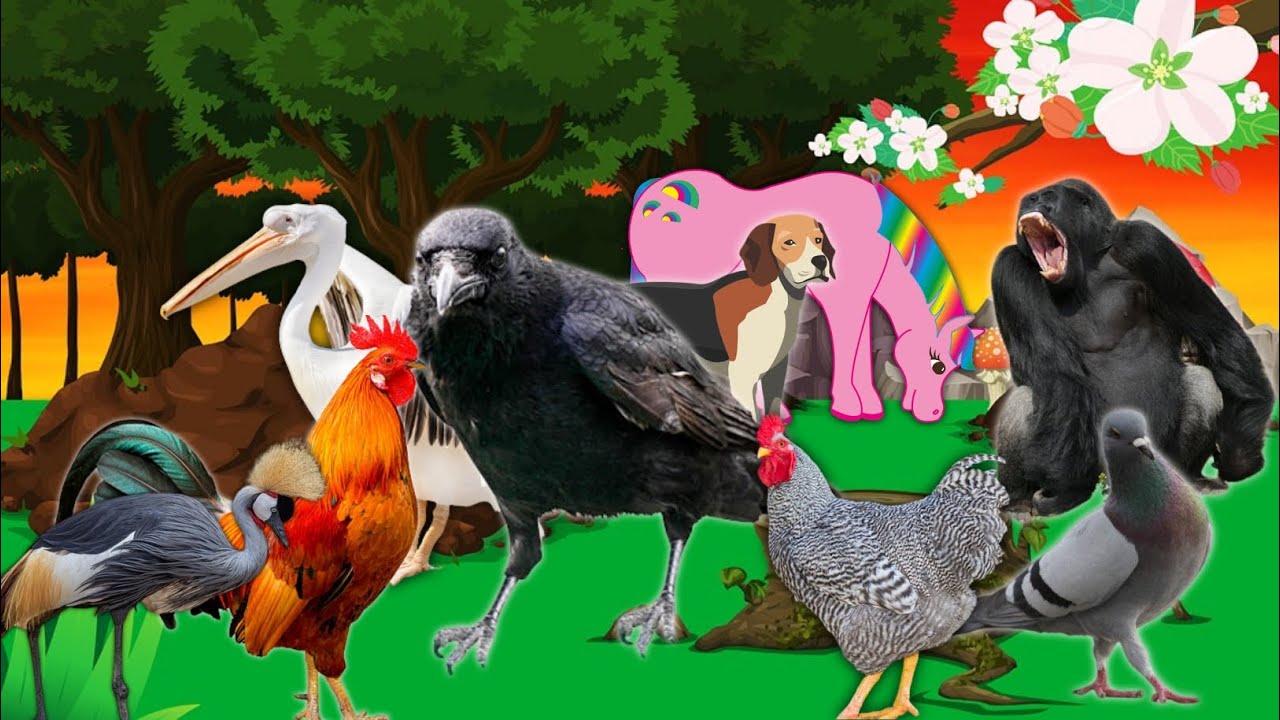 Relaxing, animals sound, palican crow gorilla chicken pigeon dog cow ...