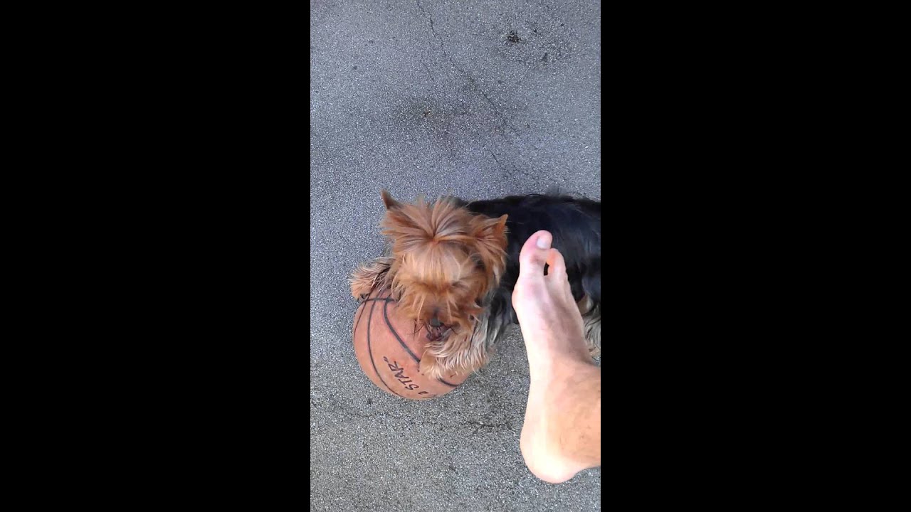 Angry yorkie guards his ball - YouTube