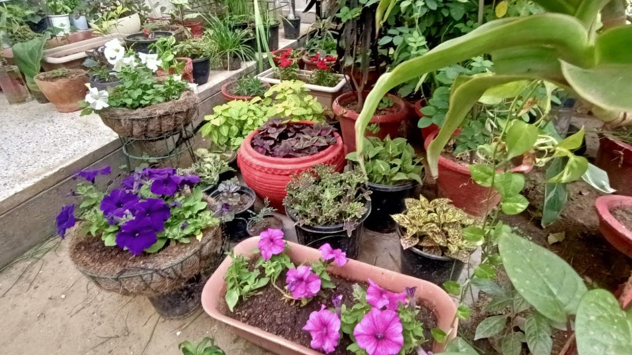 Overview of Small Nursery developed in my garden - ICU for plants - YouTube