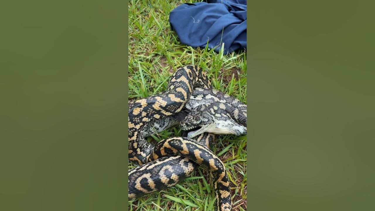 Python vs Bat - Flying foxes play a critical roll pollinating our Eucalyptus forests and pythons ...
