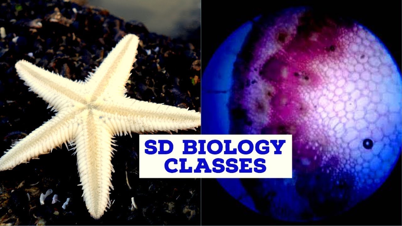 CELL DIVISION CLASS 9 YouTube cell-division-class-9-youtube