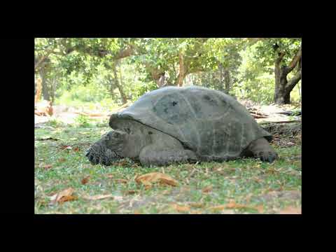 First video evidence of tortoises hunting birds / Curr. Biol., Aug. 23 ...