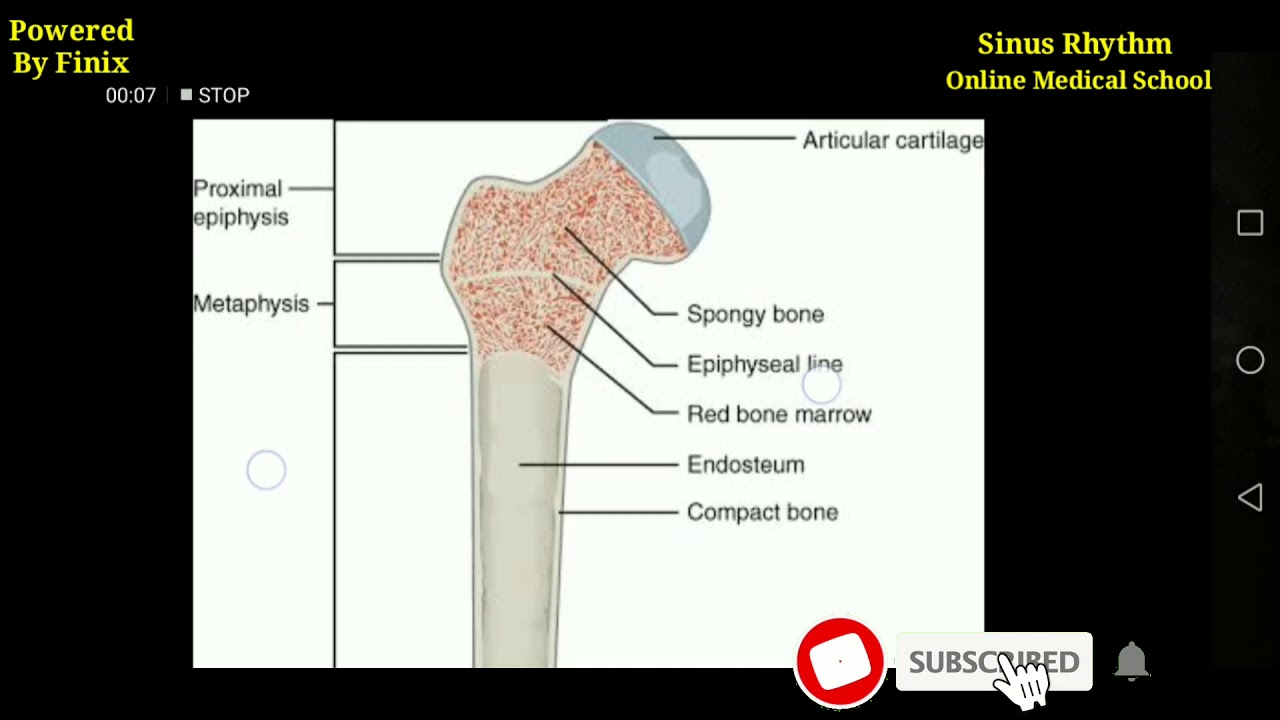 Developing Long Bone || Prof. Viva || V.V.I - YouTube