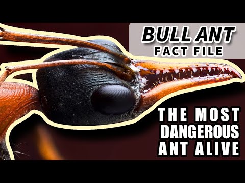 Are Bulldog Ants The Only Australian Ant Species