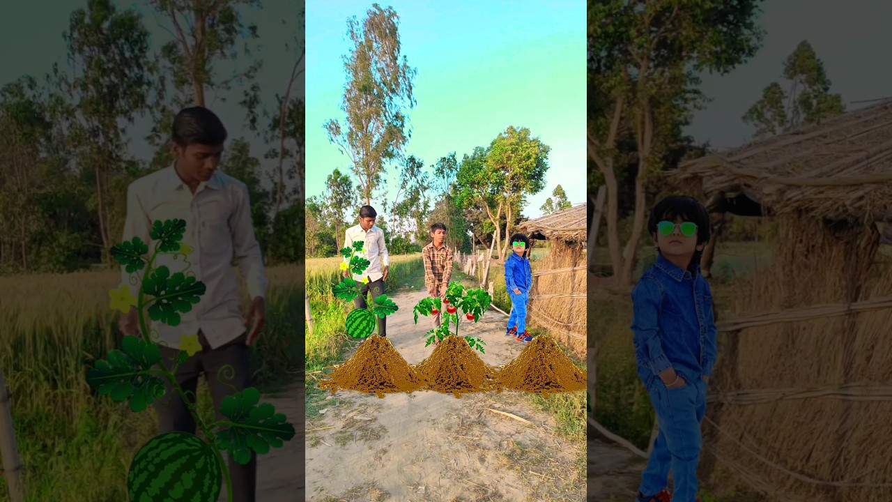 Maito Tabooj Ka ped lagaunga #Tarbooj #candy #tree #shortsfeed #shorts ...