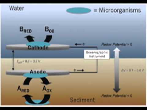 ENCE411 Benthic Microbial Fuel Cells - YouTube