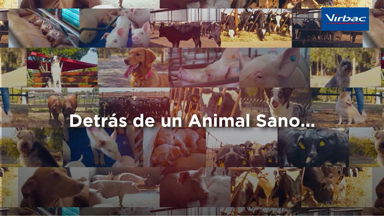 VIRBAC - Detrás de un animal sano estamos todos - YouTube