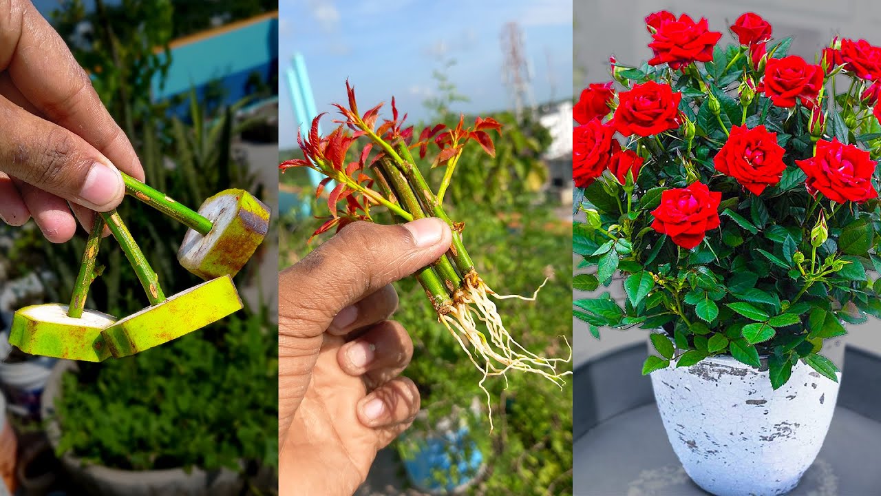 How to grow rose tree from cuttings || Easy gardening method to grow ...