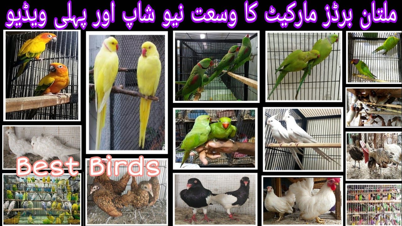Visited at Multan birds market / Birds price update market /Multan pets ...